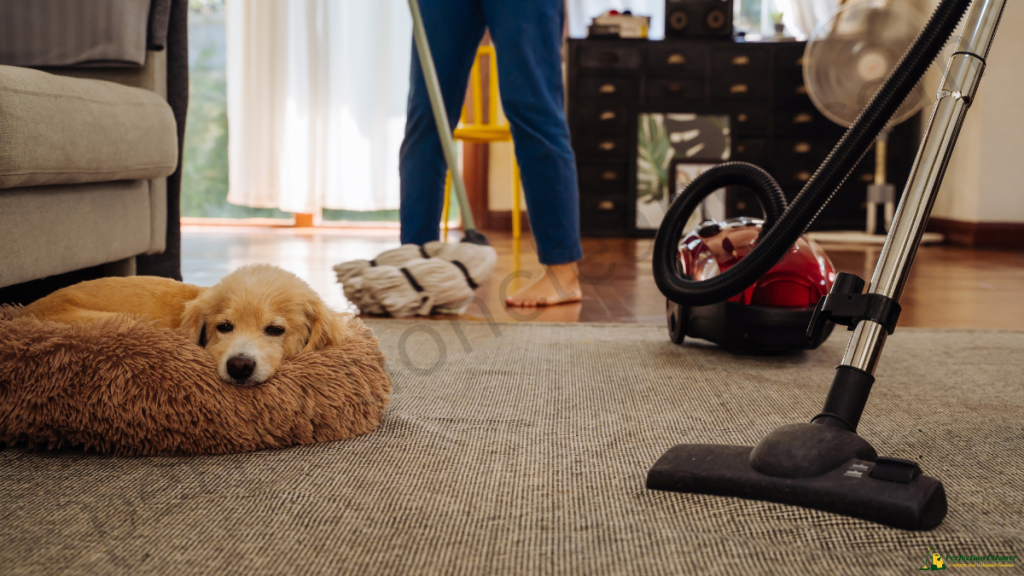 Why Does My Carpet Sound Crunchy After Vacuuming? 2024